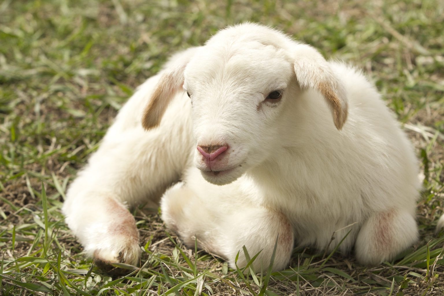 The Wrath of the Lamb – Threads from Henry's Web